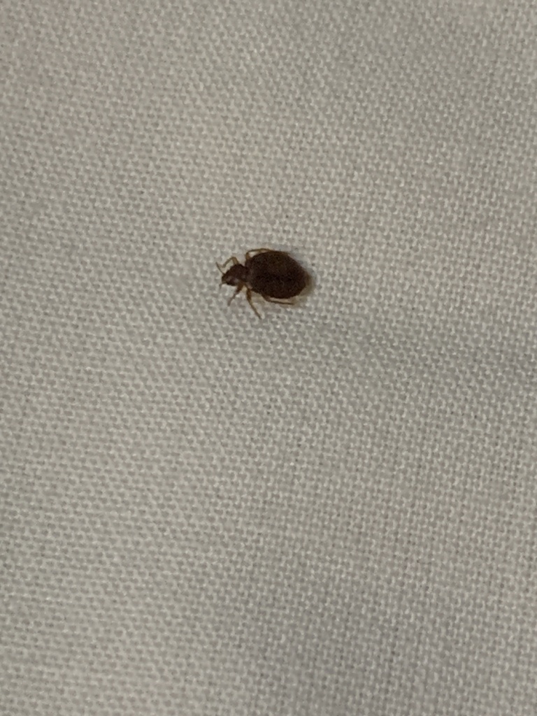 Common Bed Bug from Borneo, Kabupaten Melawi, West Kalimantan, ID on ...