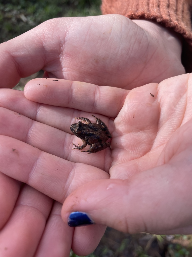 Cricket Frogs from Sandy Creek Nature Center, Athens, GA, US on March ...