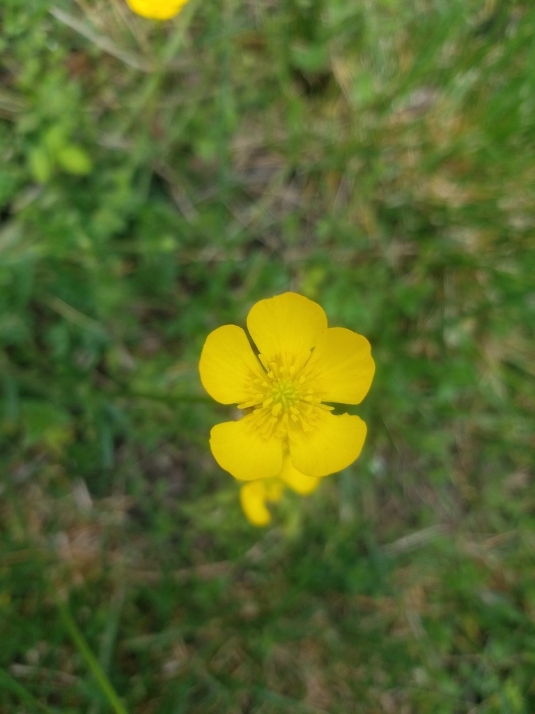 bulbous buttercup from National Aquarium, Fort McHenry Wetland and ...