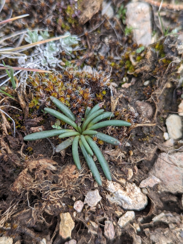 Bitterroot from Lake County, OR, USA on March 22, 2024 at 11:41 AM by ...
