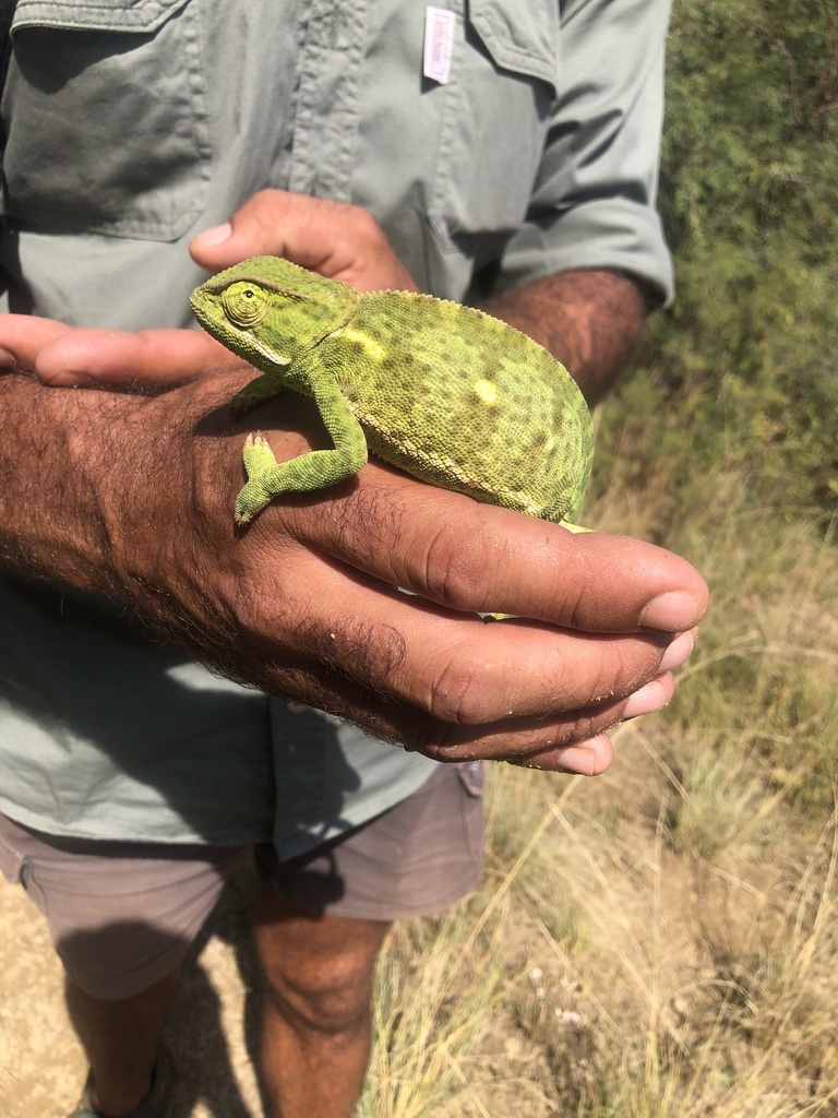 Flap-necked Chameleon from Alfred Duma Rural, Alfred Duma, KZN, ZA on ...