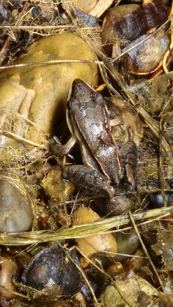 Neotropical Grass Frogs from Manu, PE-MD, PE on March 23, 2024 at 09:27 ...