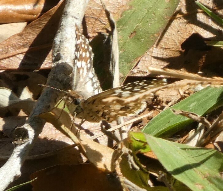 Tropical Checkered-Skipper from Florida, Pinellas, Clearwater, Kapok ...
