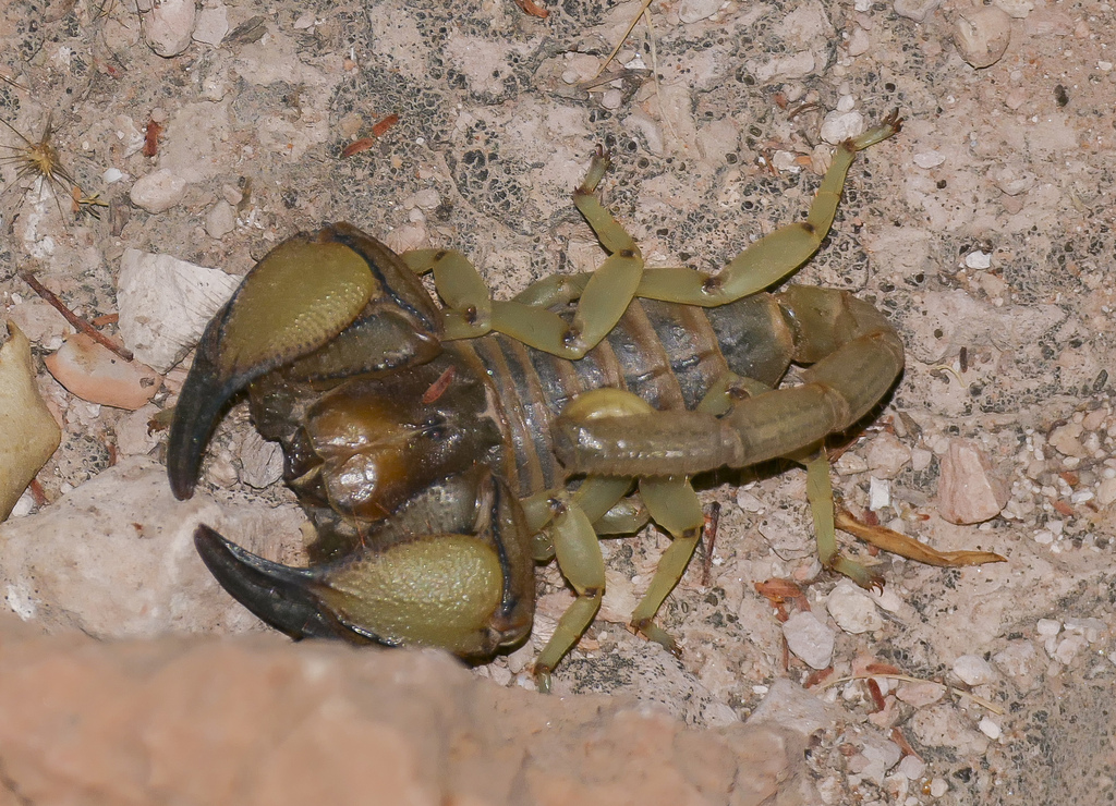 Robust Burrowing Scorpion from 8P4V+523 Camp Aussicht, Okaaruu, Namibia ...