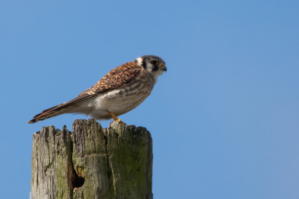 Southeastern American Kestrel from Fortune St, Spring Hill, FL 34609 ...