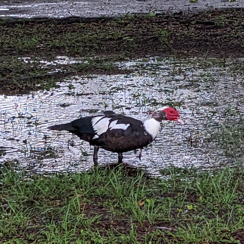 Muscovy Duck from Quail Heights, FL 33177, USA on March 23, 2024 at 10: ...