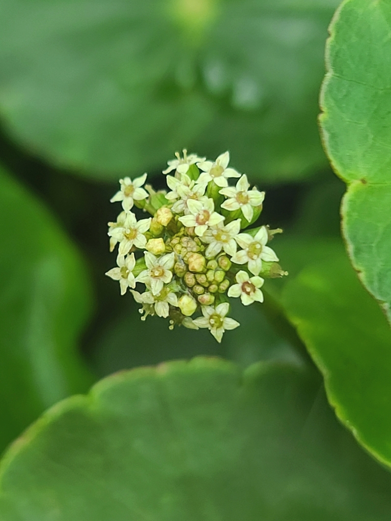 Whorled Marshpennywort from Orange Beach, AL, USA on March 23, 2024 at 10:31 AM by Jonathan ...