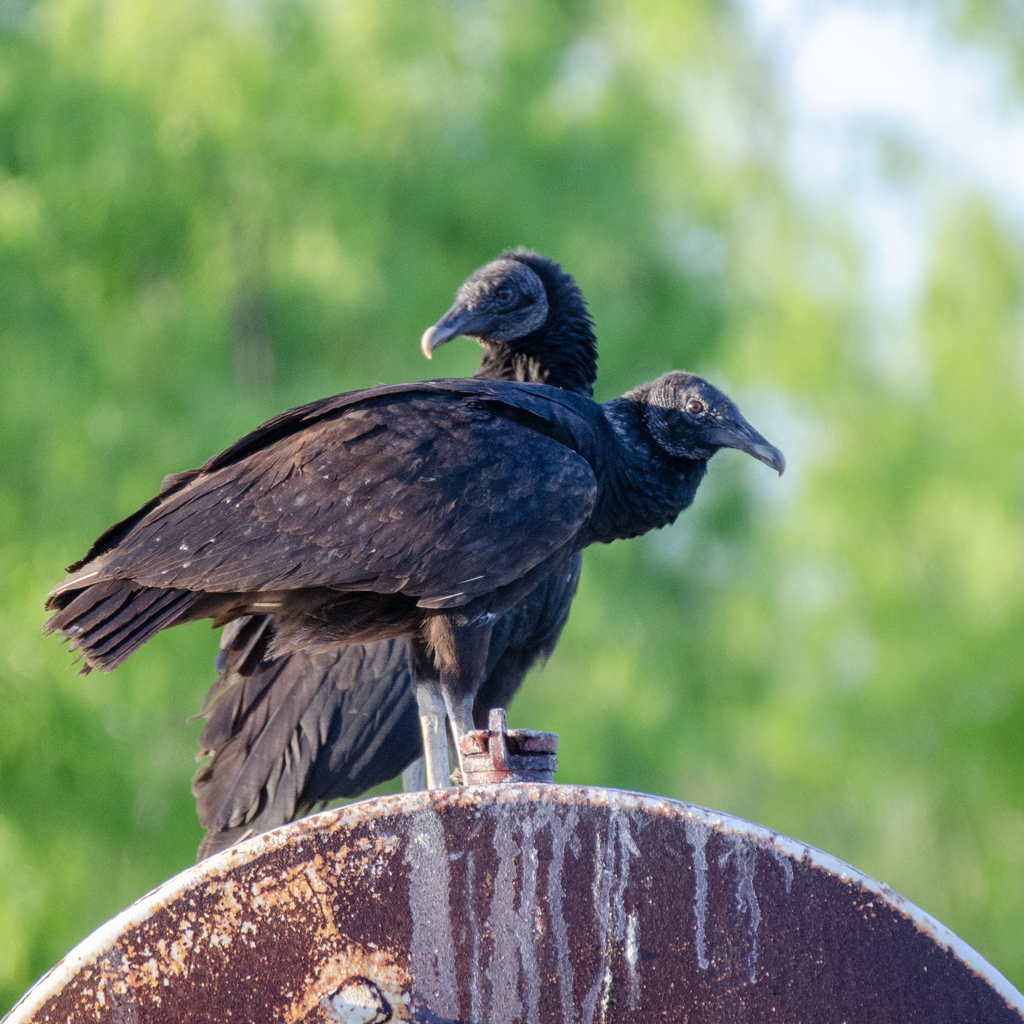 Black Vulture from Jim Wells County, TX, USA on March 23, 2024 at 10:14 ...