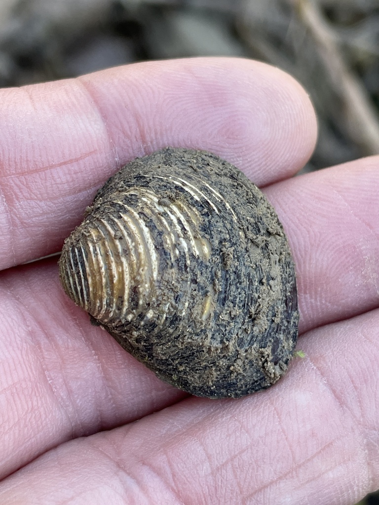 Asian Clam from Southwest Fort Worth, Fort Worth, TX, US on March 23 ...