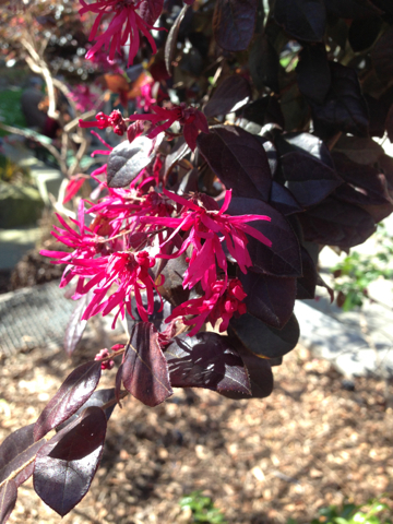 Red Strap Flower (Variety Loropetalum chinense rubrum) · iNaturalist ...