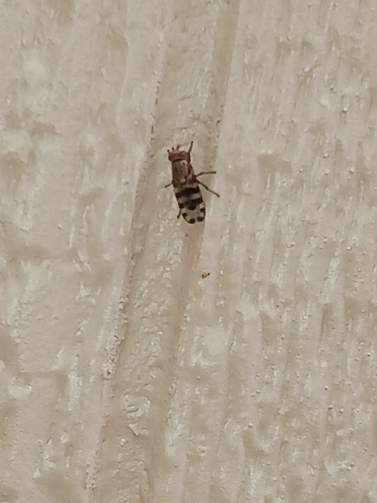 Narrow-Banded Picture-Winged Fly from Roberts, ID 83444, USA on March ...