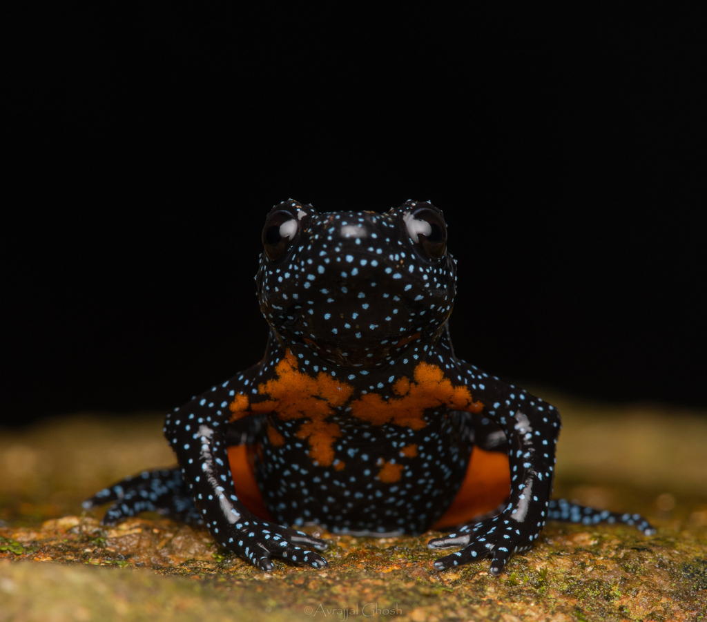 Galaxy Frog in October 2022 by avrajjal. https://www.researchgate.net ...