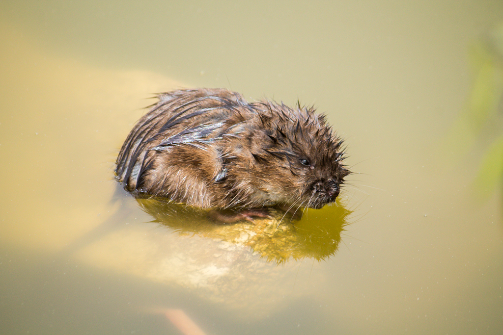 Round-tailed Muskrat from Orange County, FL, USA on June 28, 2017 at 12 ...