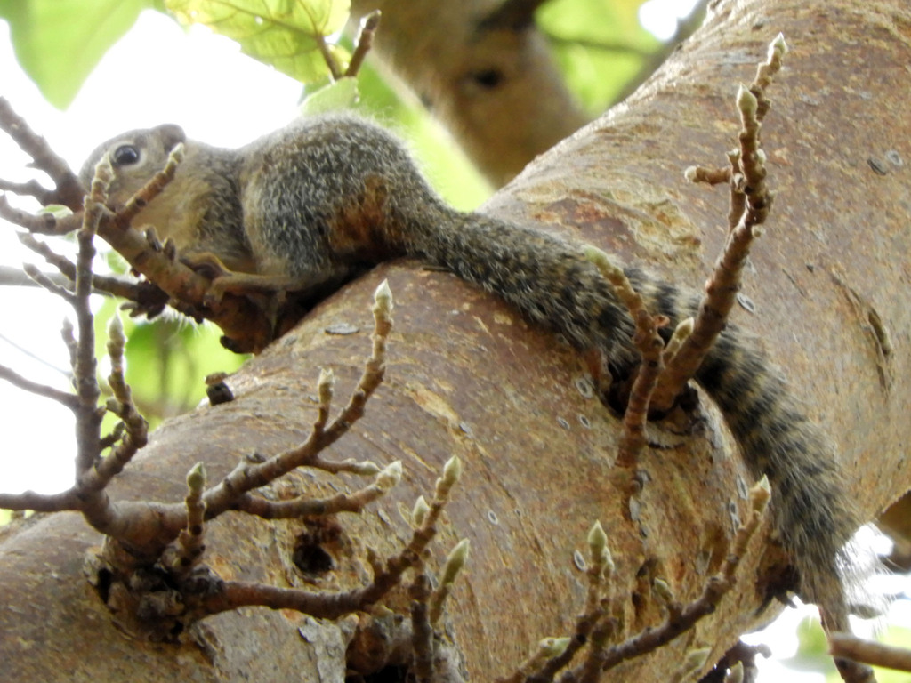 Gambian Sun Squirrel from Kongelai, Kenya on December 28, 2023 at 10:00 ...
