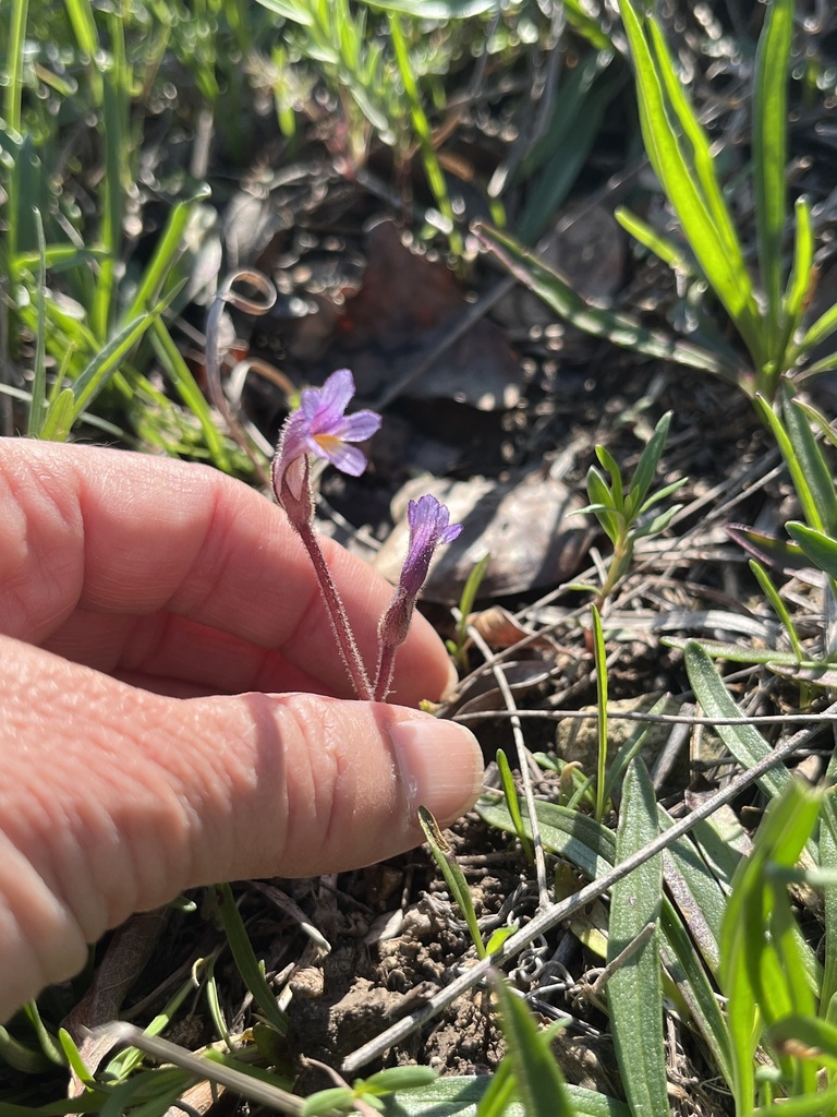 one-flowered cancer-root from Southwest Fort Worth, Fort Worth, TX, US ...