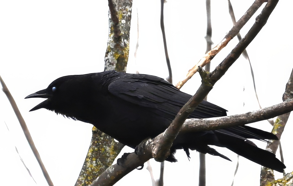 American Crow from Second Woods Park, St. Catharines, ON, Canada on ...