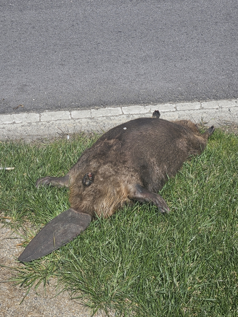American Beaver from I-65 / South Emerson, Indianapolis, IN, USA on ...