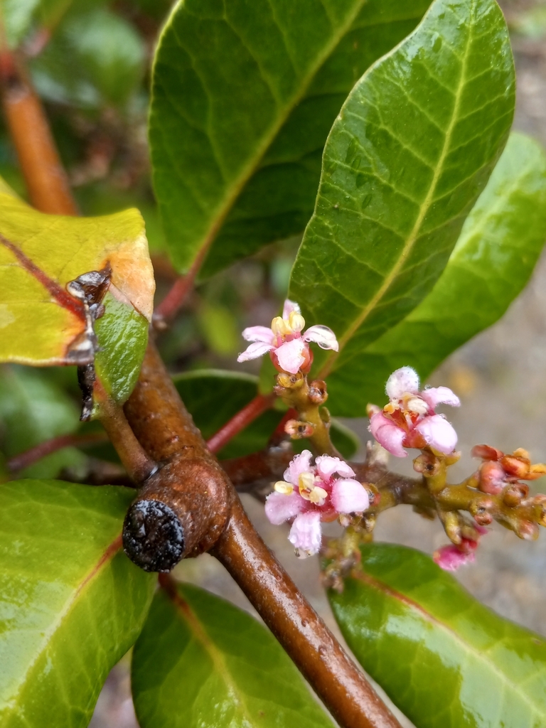sumacs from Rolling Hills Estates, CA, USA on March 23, 2024 at 09:54 ...