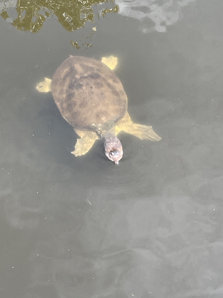 Florida Softshell Turtle from The Ringling, Sarasota, FL, US on March ...