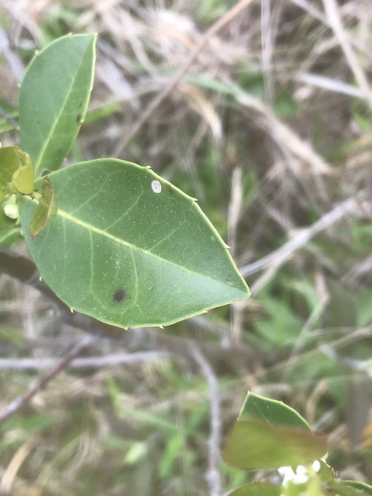 Large Gallberry from 2700 N Bragg Blvd, Spring Lake, NC, US on April 26 ...