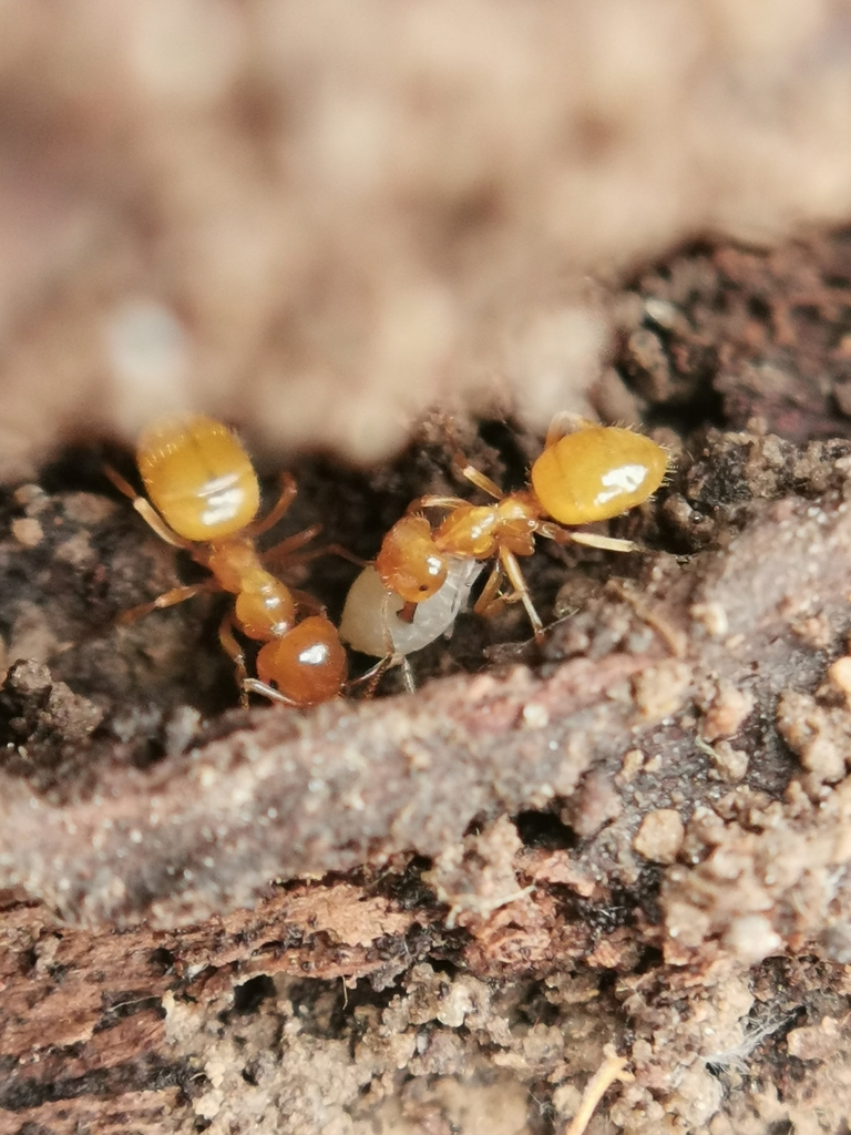 Citronella Ants from Carroll County, US-IN, US on March 23, 2024 at 01: ...