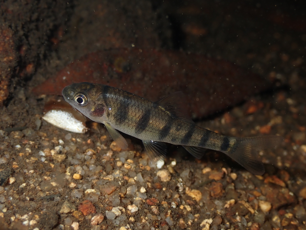 Acrossocheilus parallens in March 2024 by C.H.Leung · iNaturalist