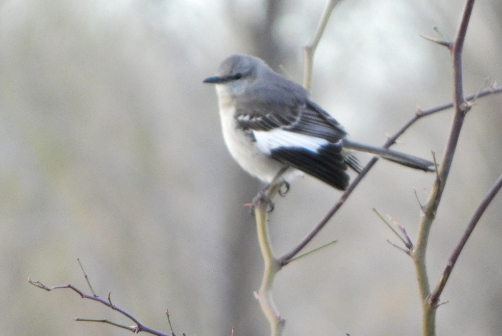 Northern Mockingbird from Canoa Ranch, AZ, USA on February 28, 2024 at ...