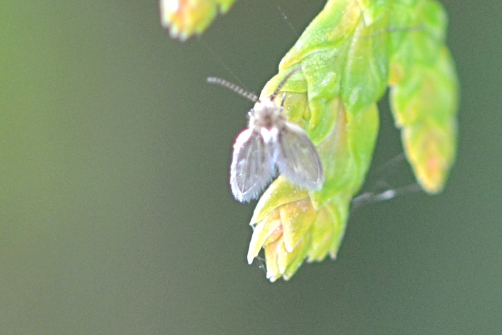 Moth Flies from 293 01 Mladá Boleslav-Mladá Boleslav 1, Česko on March ...