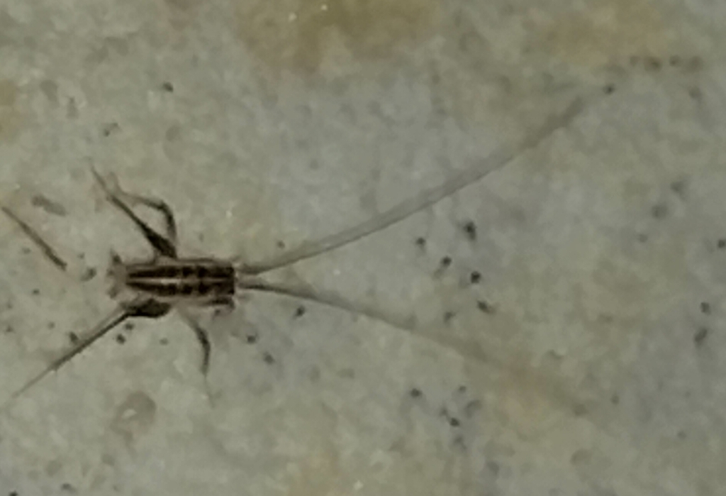 cave crickets from Sutton County, TX, USA on March 23, 2024 at 11:49 AM ...