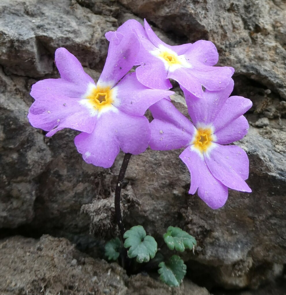 Primula ramzanae in June 2023 by Elizabeth Byers. alpine, in rock ...