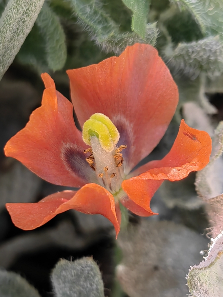 Red Horned Poppy from Algérie on March 23, 2024 at 01:52 PM by Aissa ...