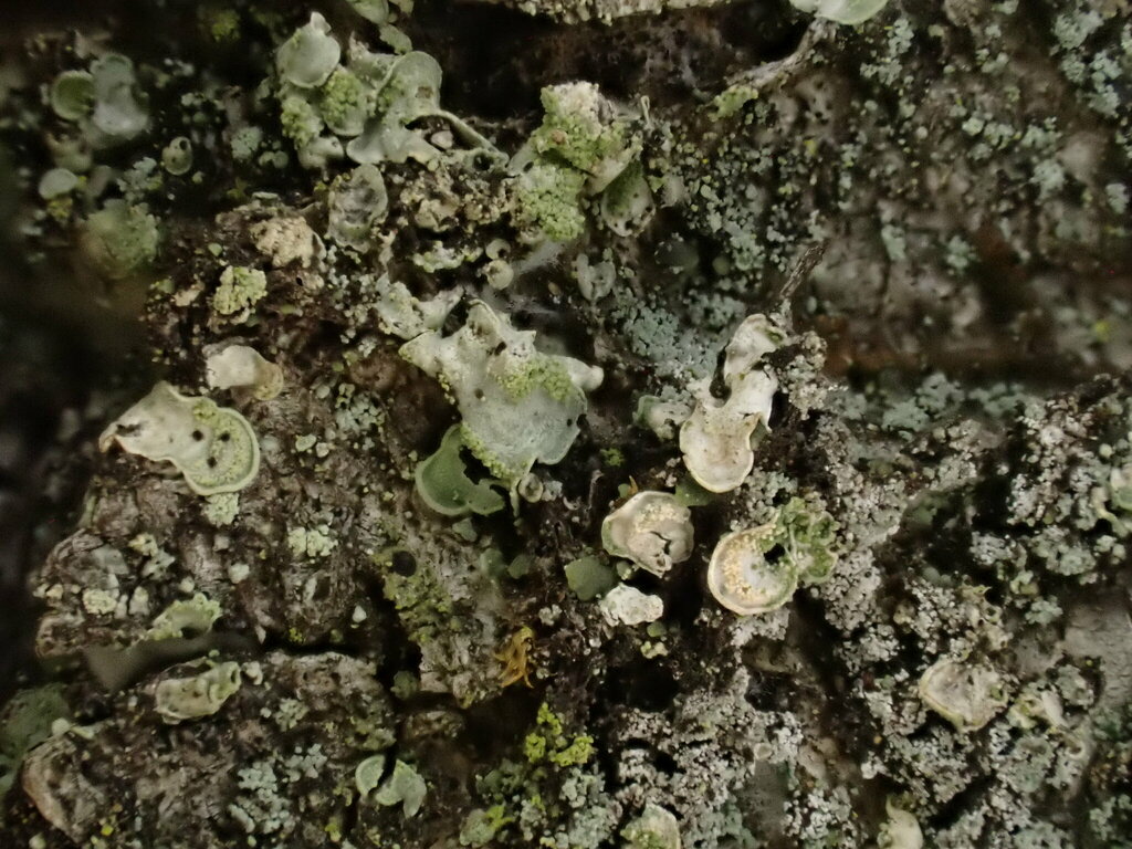 Elf Ears lichen from Marin County, CA, USA on March 20, 2024 at 11:26 ...