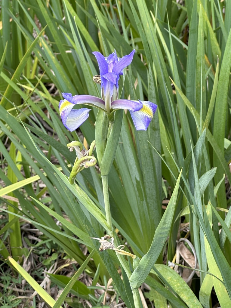 Prairie Iris from Celery Fields Regional Stormwater Facility, Sarasota ...