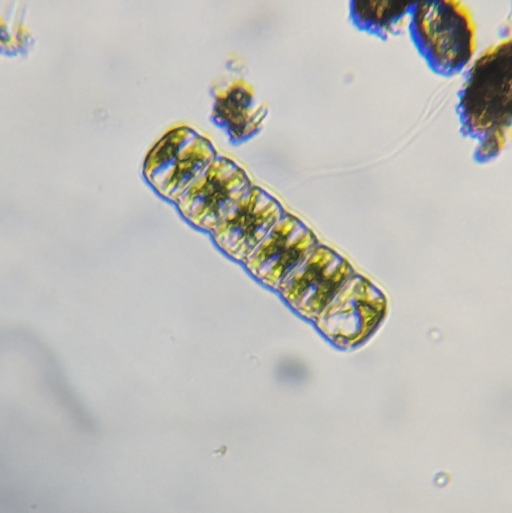 Hyalotheca from Faulkner County, AR, USA on March 13, 2024 at 05:04 PM ...