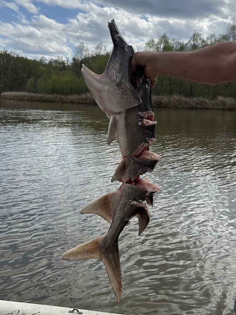 American Paddlefish from Chilatchee Creek, Orrville, AL, US on March 22 ...