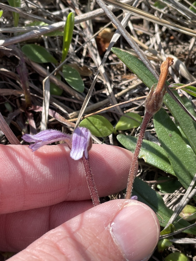 one-flowered cancer-root from Pecan Valley Park, Fort Worth, TX, US on ...