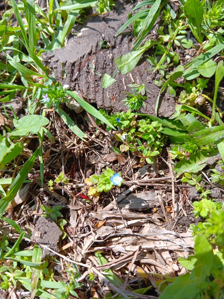 Grey Field-speedwell from Richardson, TX 75081, USA on March 23, 2024 ...