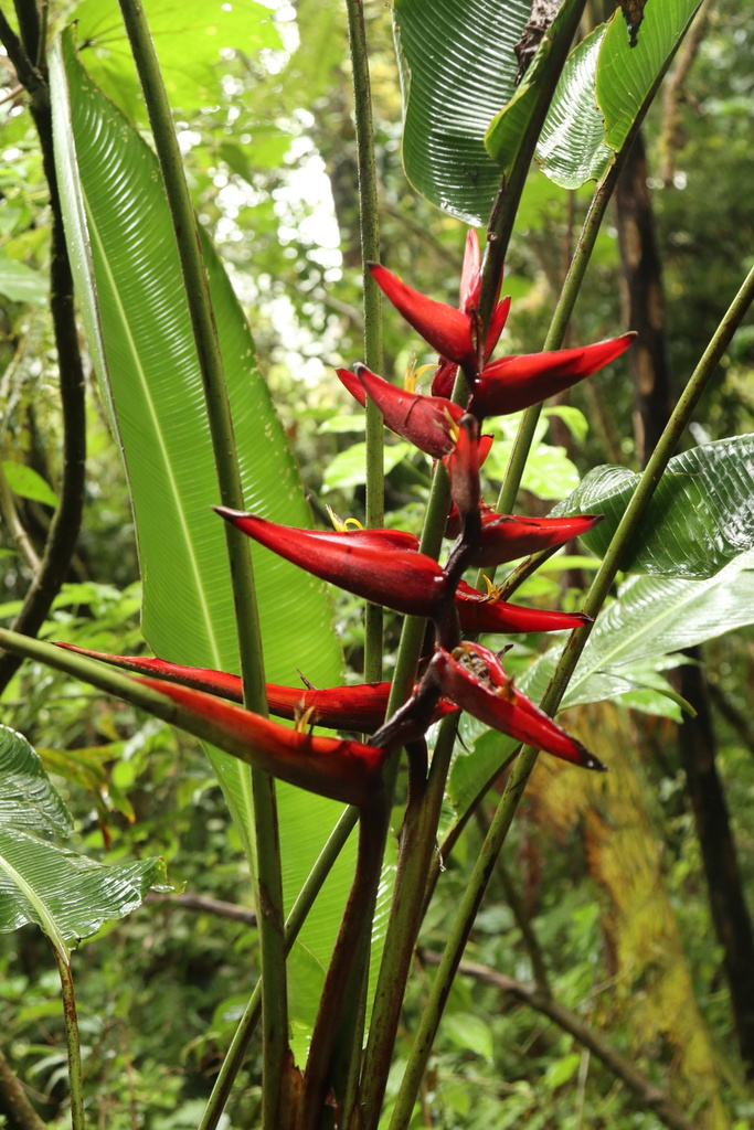 red twist heliconia from Abangares, Guanacaste, CR on March 16, 2024 at ...