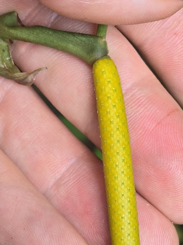 Photo 359815731, (c) Alan Rockefeller, some rights reserved (CC BY ...