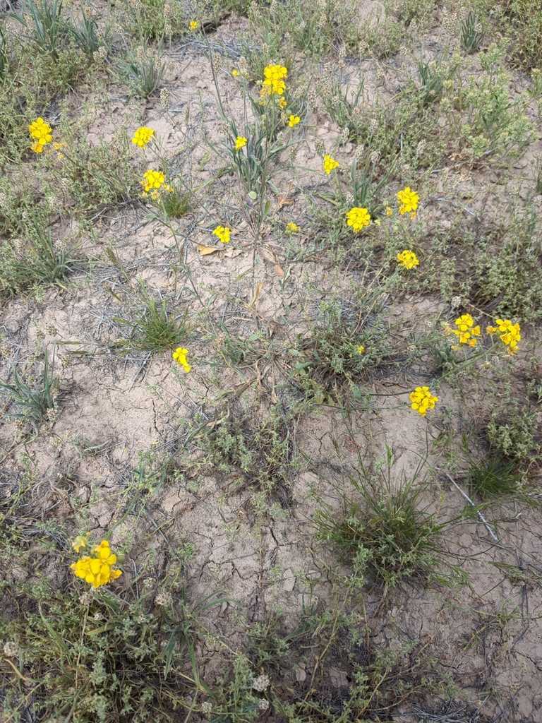 Moapa Bladderpod from Salome, AZ 85348, USA on March 23, 2024 at 12:13 ...