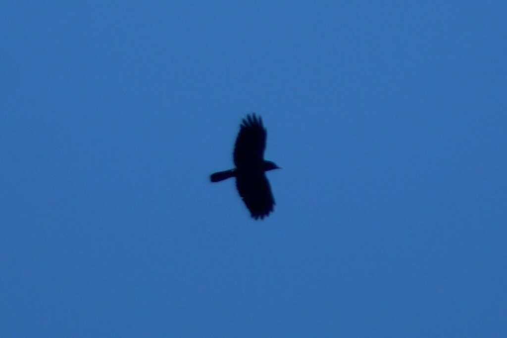 American Crow from Madison County, ID, USA on March 16, 2024 at 10:02 ...