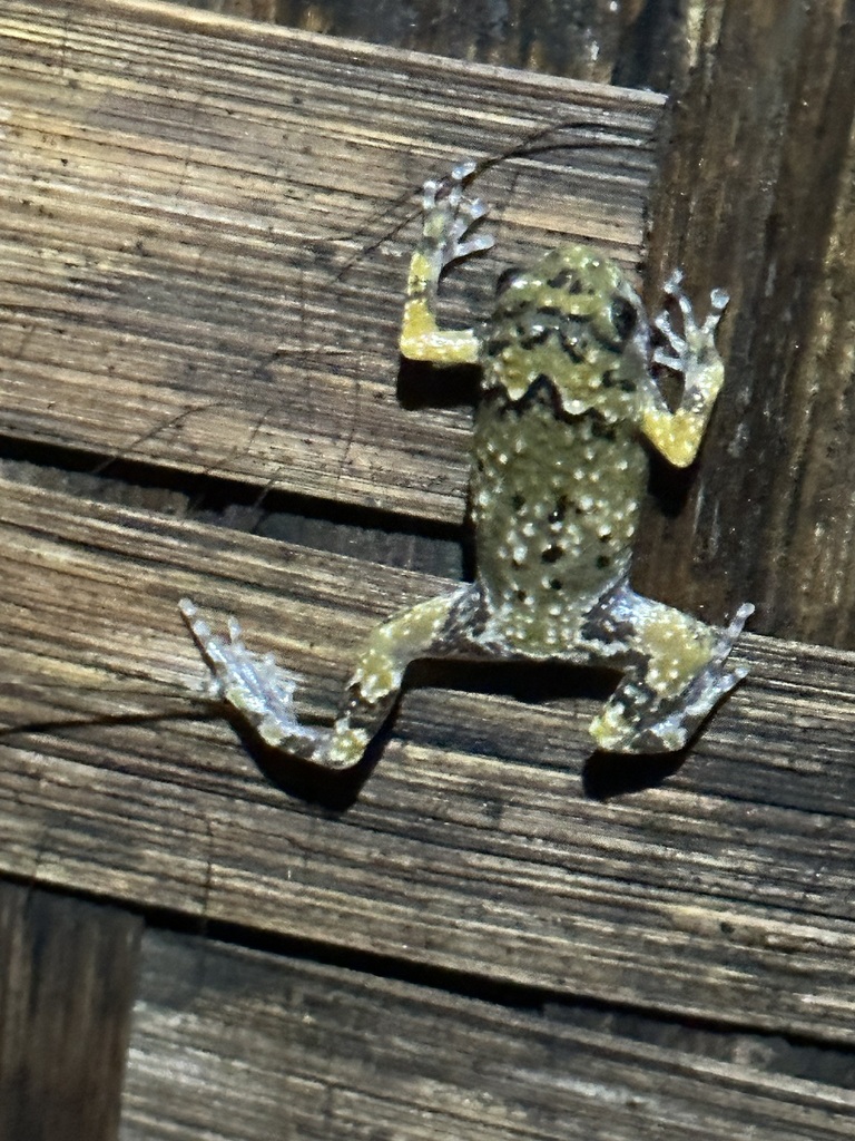 Indian Dot Frog in August 2023 by calfirecap · iNaturalist
