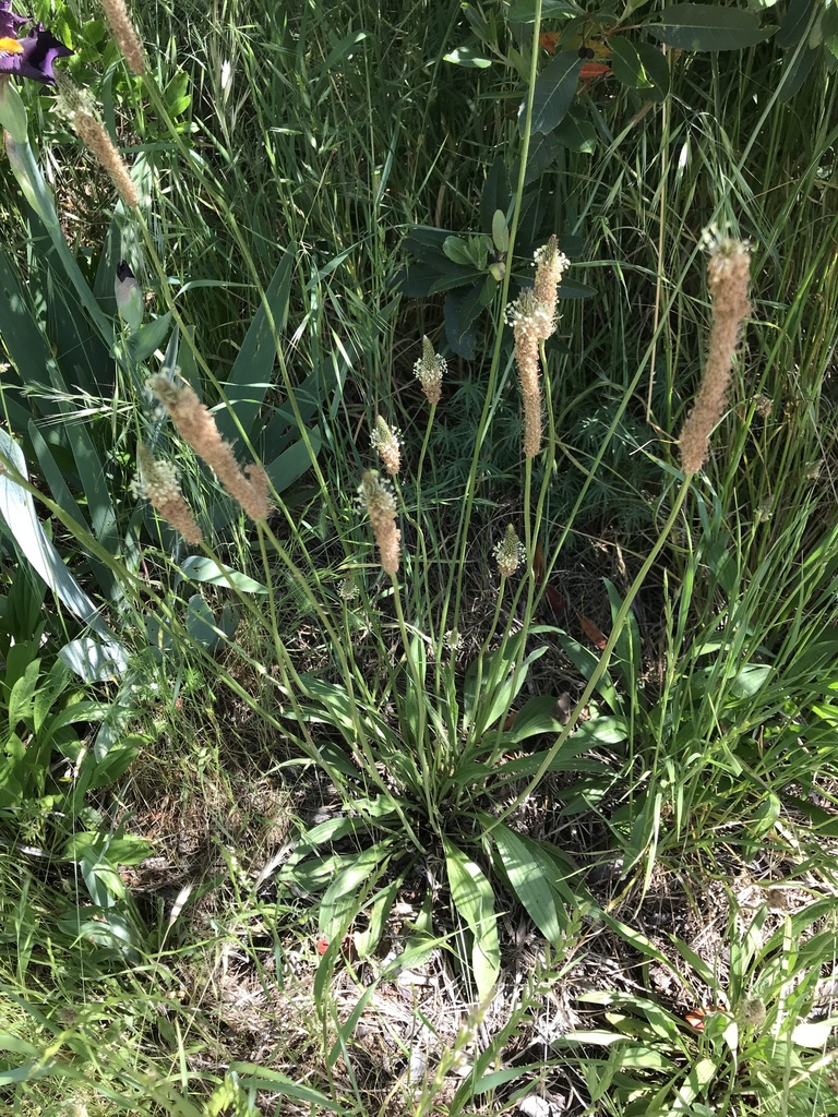 ribwort plantain from 9849 Alta Mesa Rd, Wilton, CA, US on April 26 ...