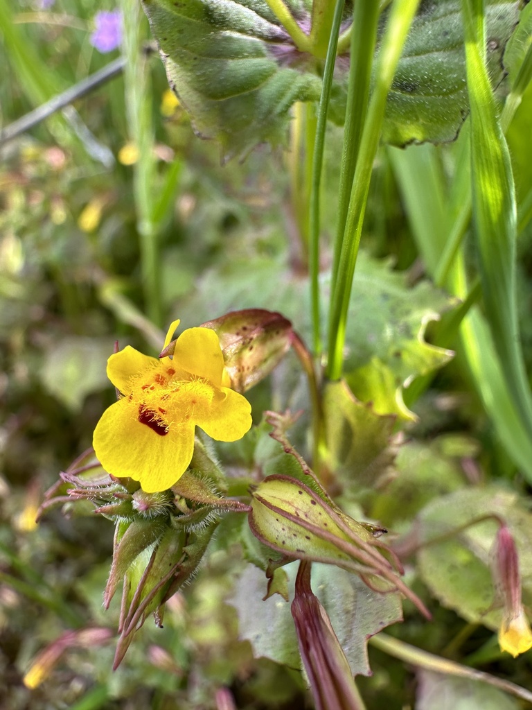 shy monkeyflower from Vallecito, CA, USA on March 22, 2024 at 10:40 AM ...