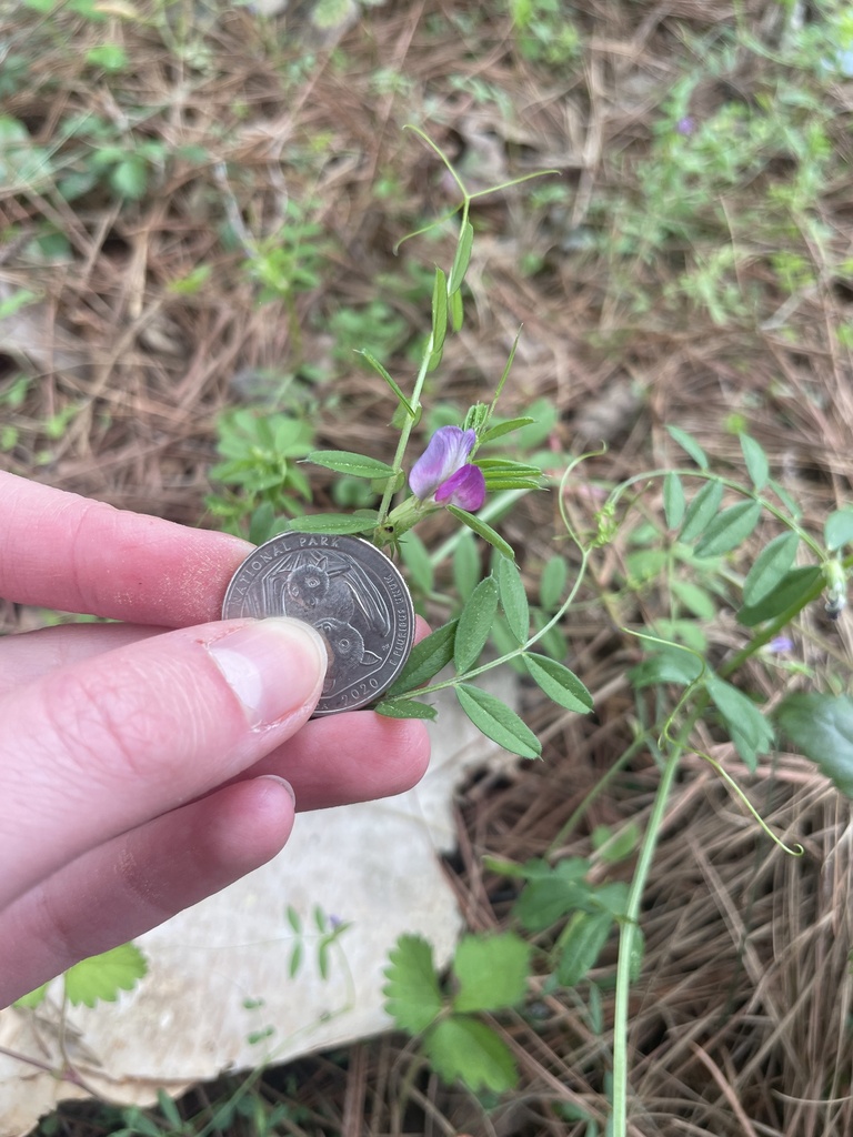 Common Vetch from Epps Bridge Pkwy, Athens, GA, US on March 23, 2024 at ...