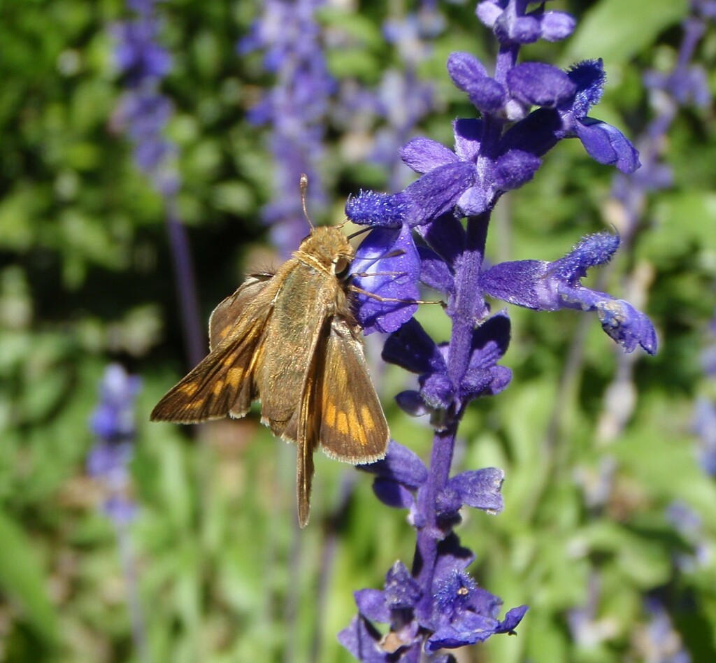 Fiery Skipper from 1304 Sloatsburg Rd, Ringwood, NJ 07456, USA on ...