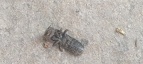 Subspecies Platydracus affinis tempestivus · iNaturalist