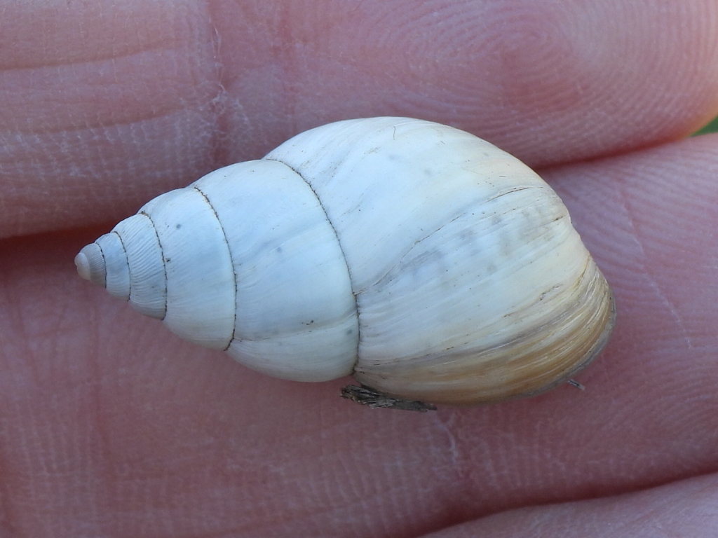 Prairie Rabdotus from Fort Worth, TX, USA on March 23, 2024 at 09:53 AM ...