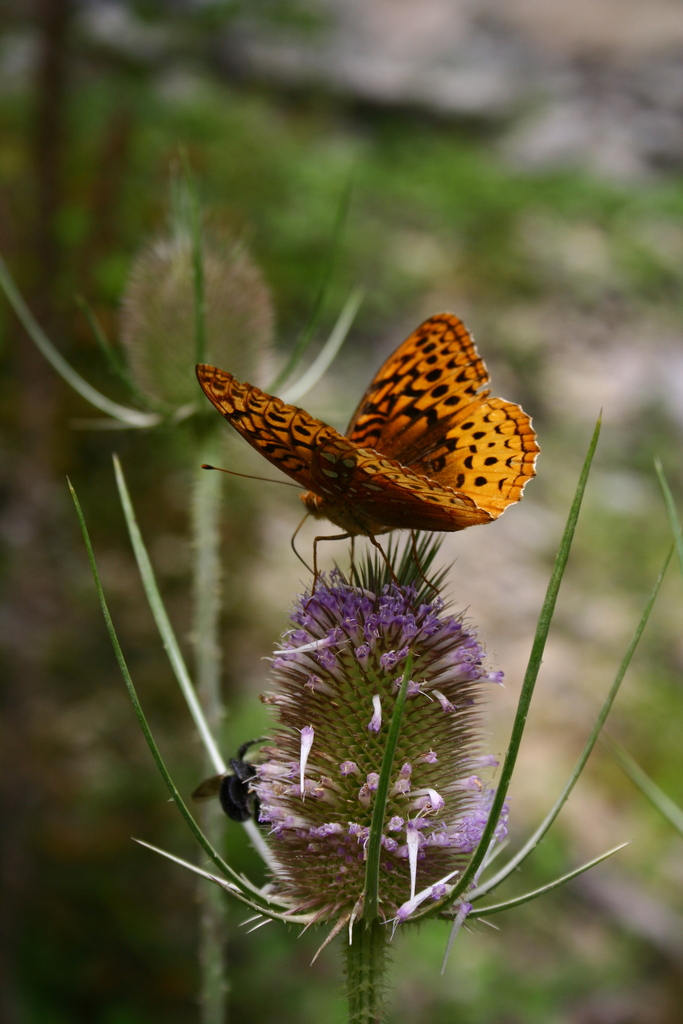 Great Spangled Fritillary from Mingo Creek County Park, Finleyville, PA ...