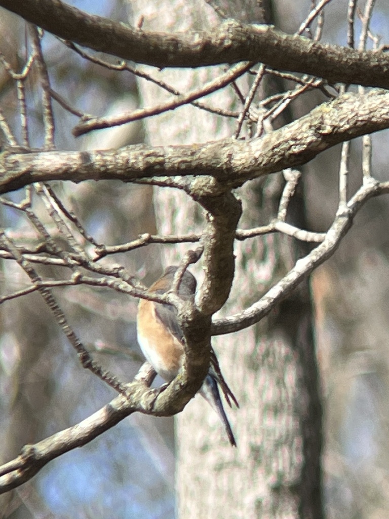 Eastern Bluebird from Wentzville, MO, US on March 23, 2024 at 03:19 PM ...